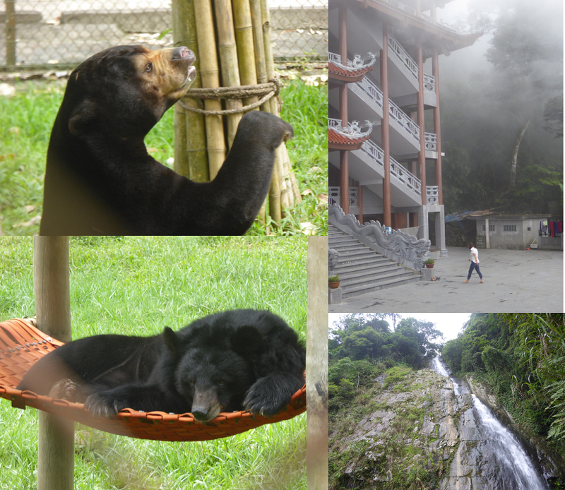 Excursion – Tam Đảo and Animals Asia Bear sanctuary – FULL – Friends of ...