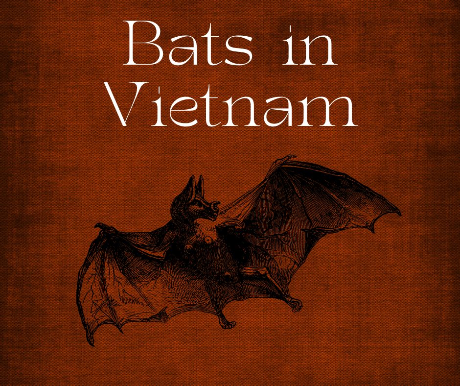 Talk and tour – Bats of Vietnam – FULL – Friends of Vietnam Heritage
